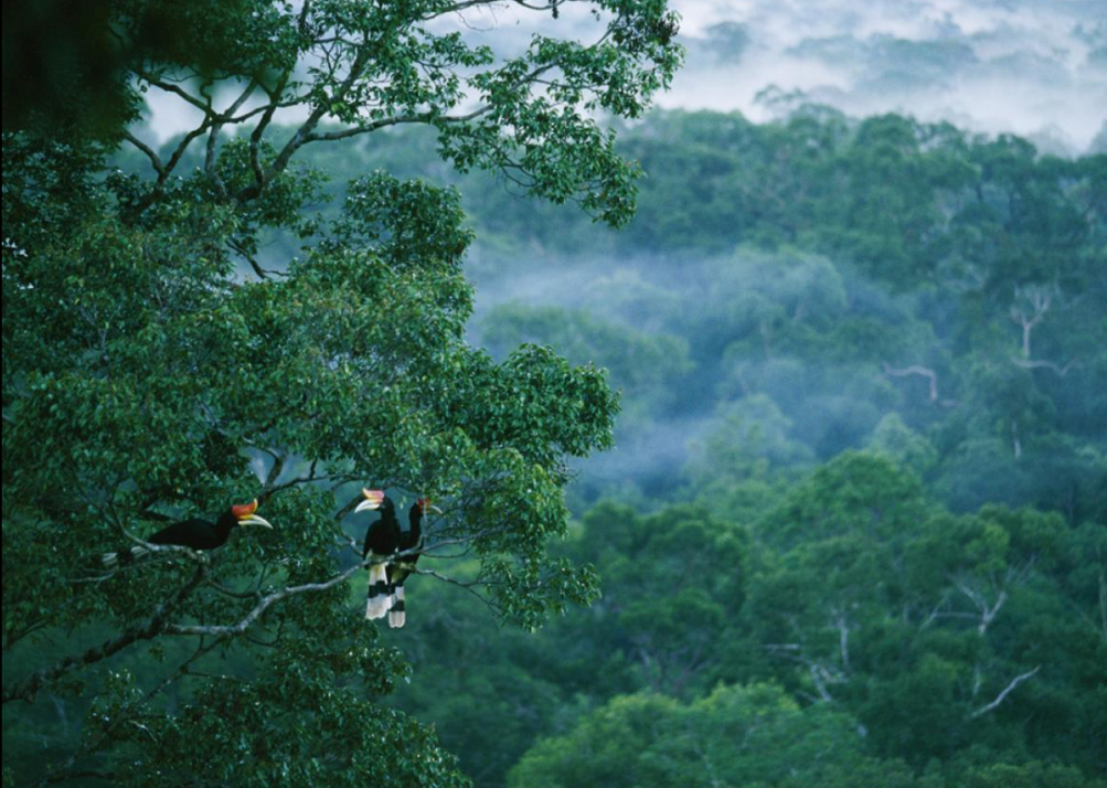What can YOU do about Deforestation?