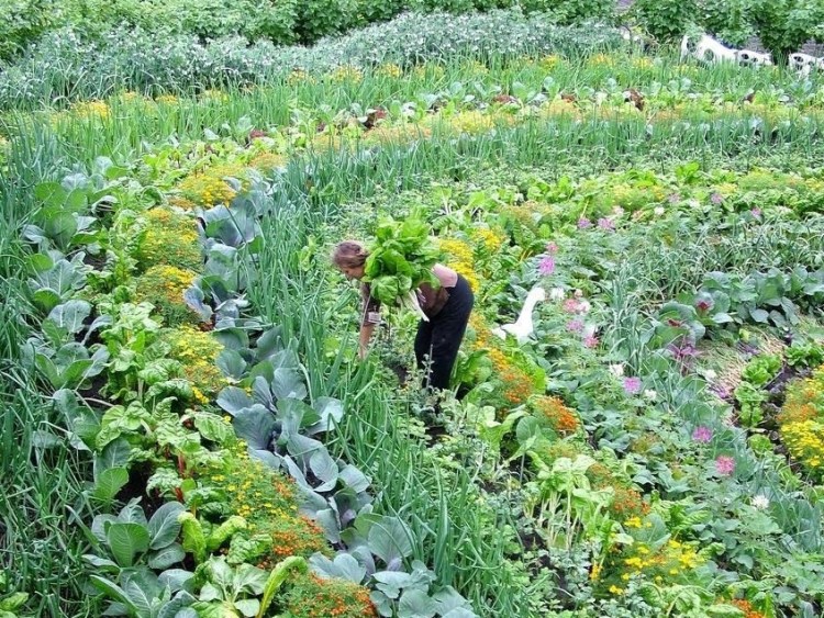 All You Need to Know About Permaculture