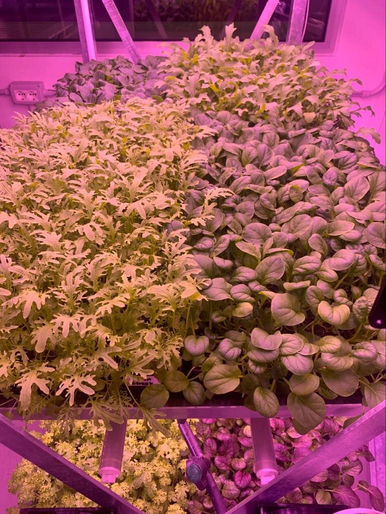 How Vertical Farming Can Save Us | ECO-nnect