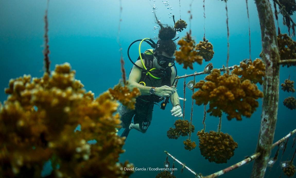 Simbiosis with Coral Reefs | ECO-nnect