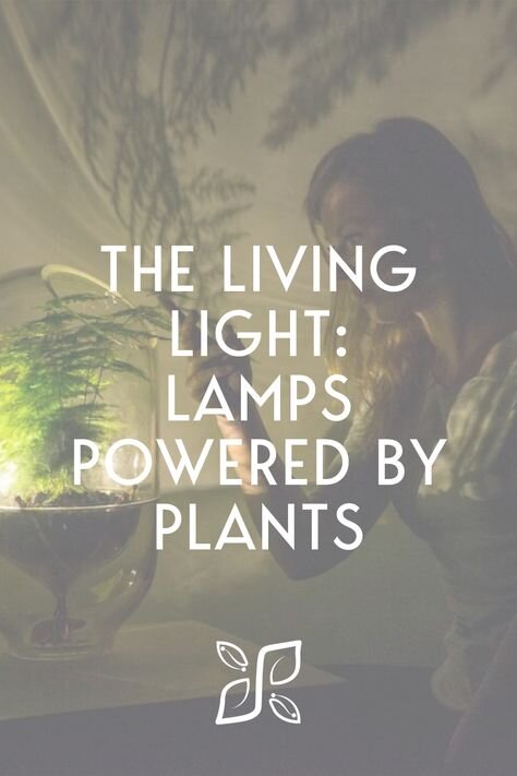 The Living Light: lamps powered by plants