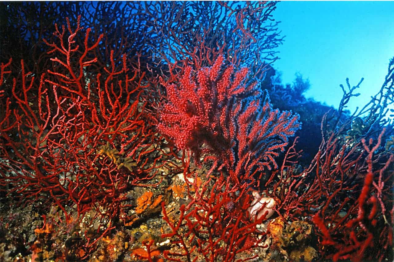 A Eulogy to the Mediterranean Sea - eco-nnect